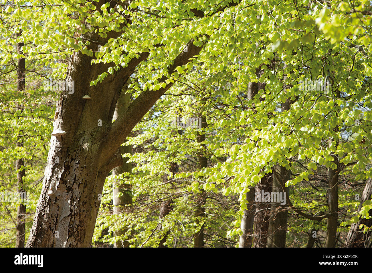 Beautiful spring landscape forest hi-res stock photography and images ...