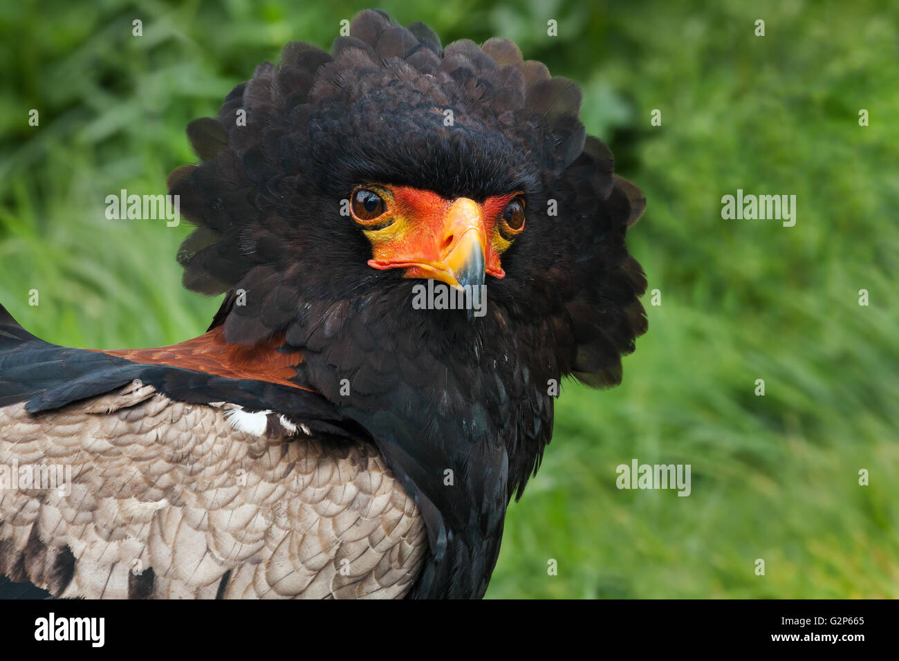 Bateleur Eagle with hood raised Stock Photo - Alamy