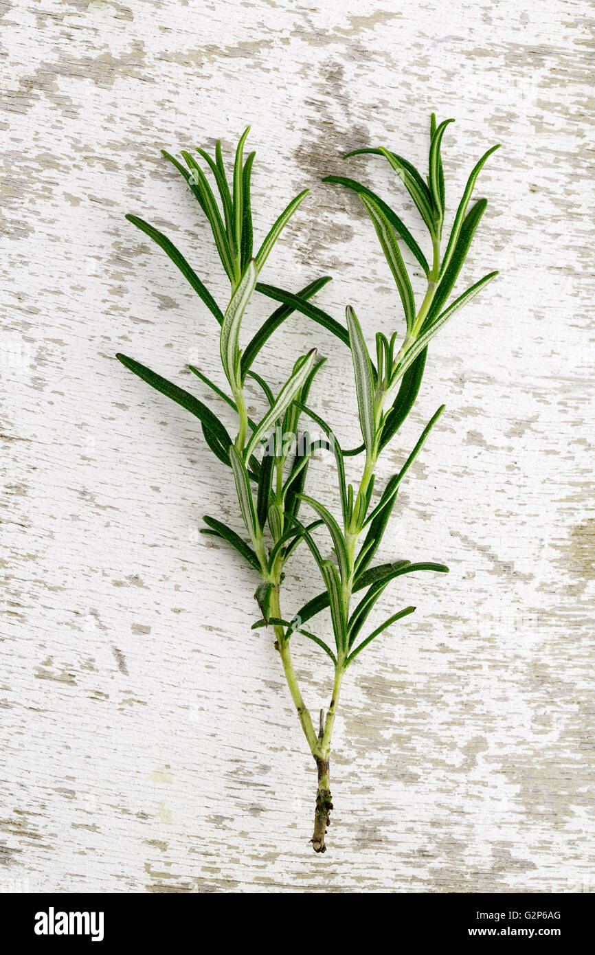Rosemary rosmarinus officinalis single leaf hi-res stock photography ...