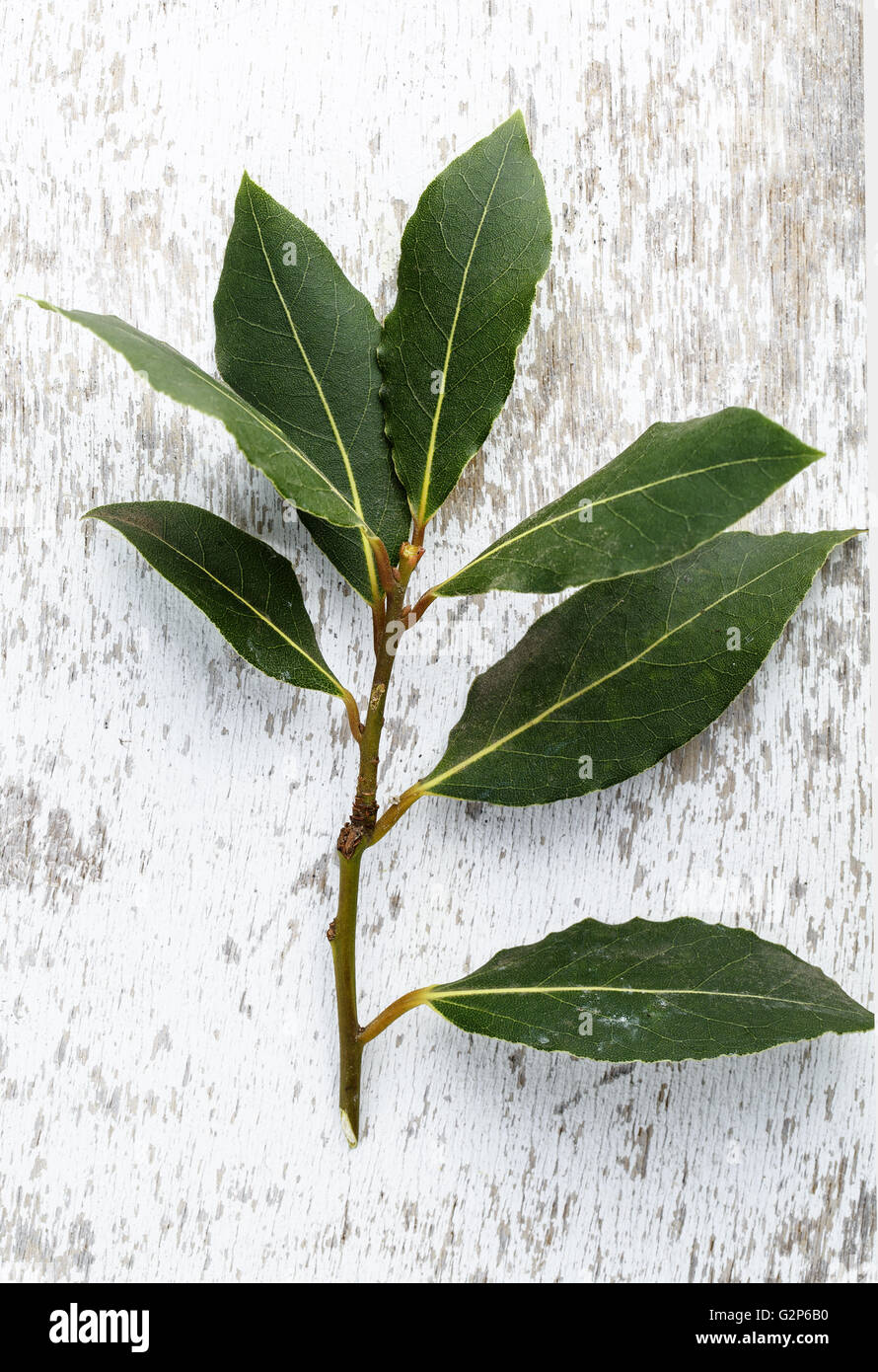 Single twig of fresh Laurel on wooden board Stock Photo - Alamy