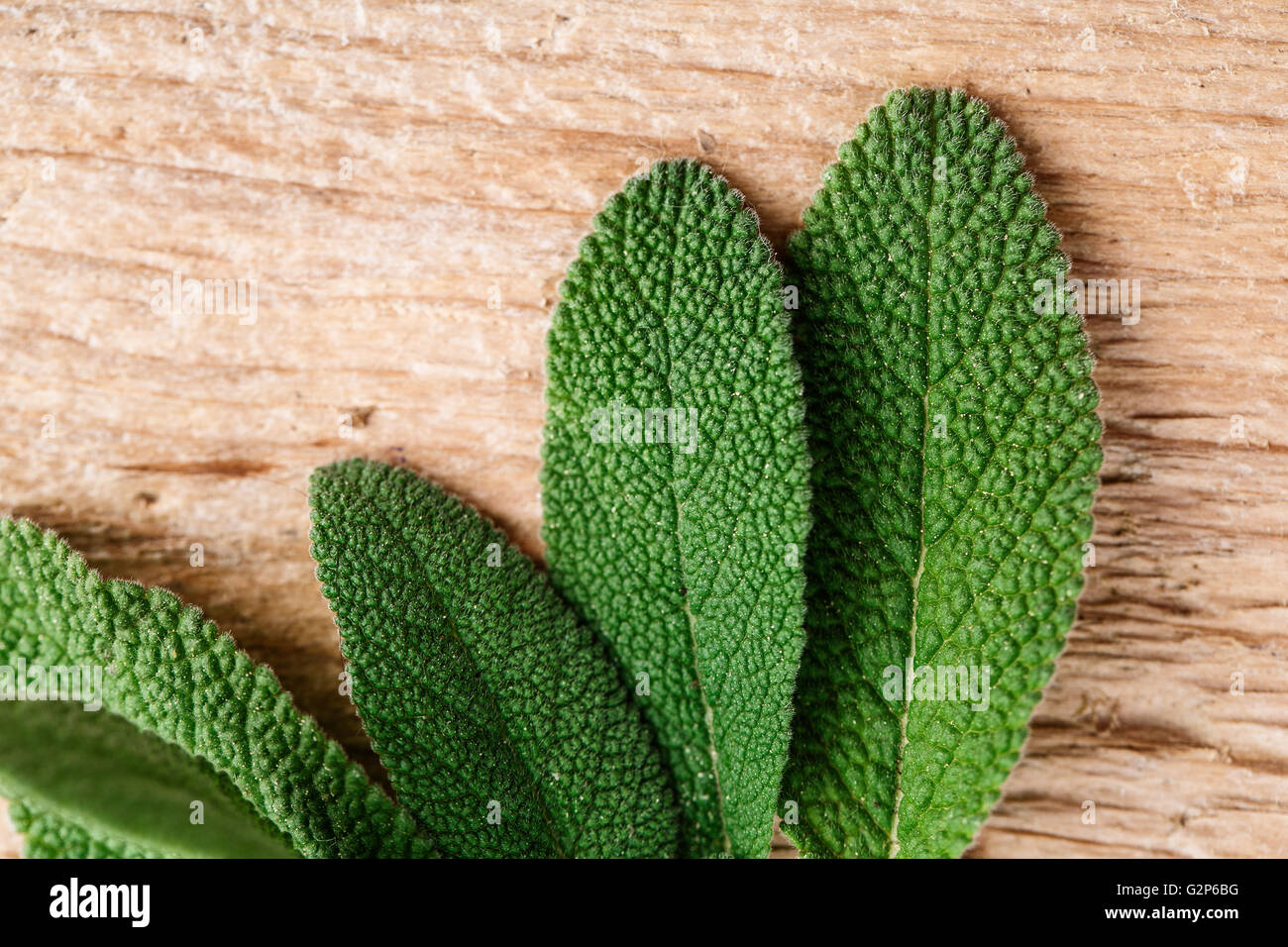 Single twig of fresh Sage on wooden board Stock Photo - Alamy
