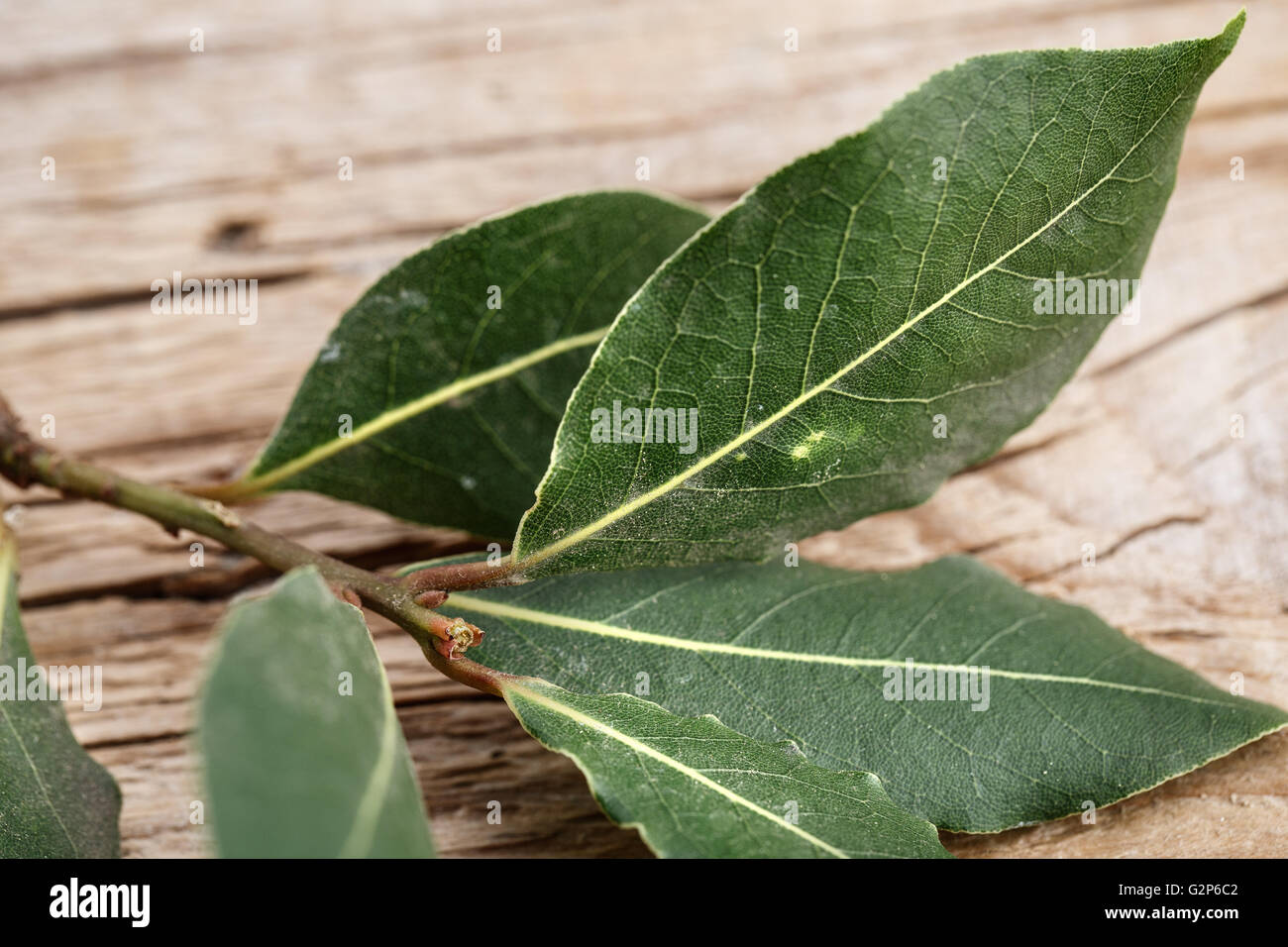 Single twig of fresh Laurel on wooden board Stock Photo - Alamy