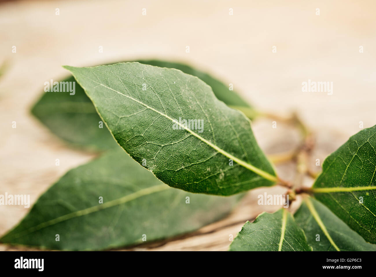 Single twig of fresh Laurel on wooden board Stock Photo - Alamy
