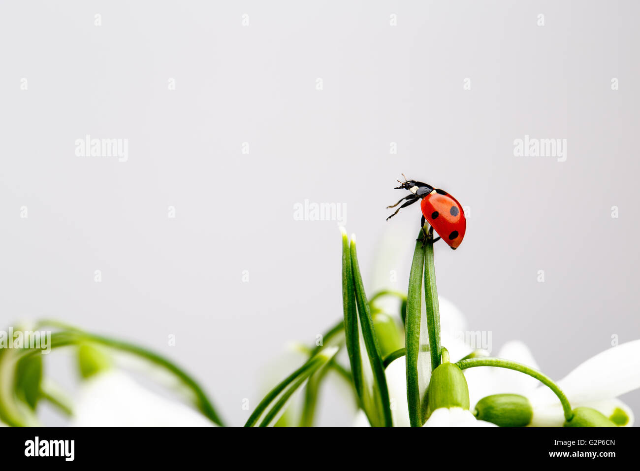 Ladybug coccinellidae hi-res stock photography and images - Alamy