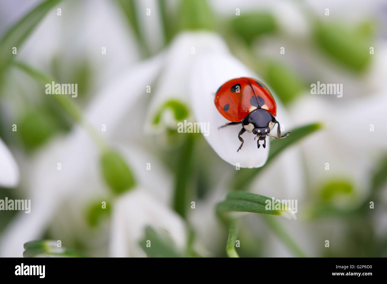 Closeup of european seven-point ladybug on snowdrop flower Stock Photo ...