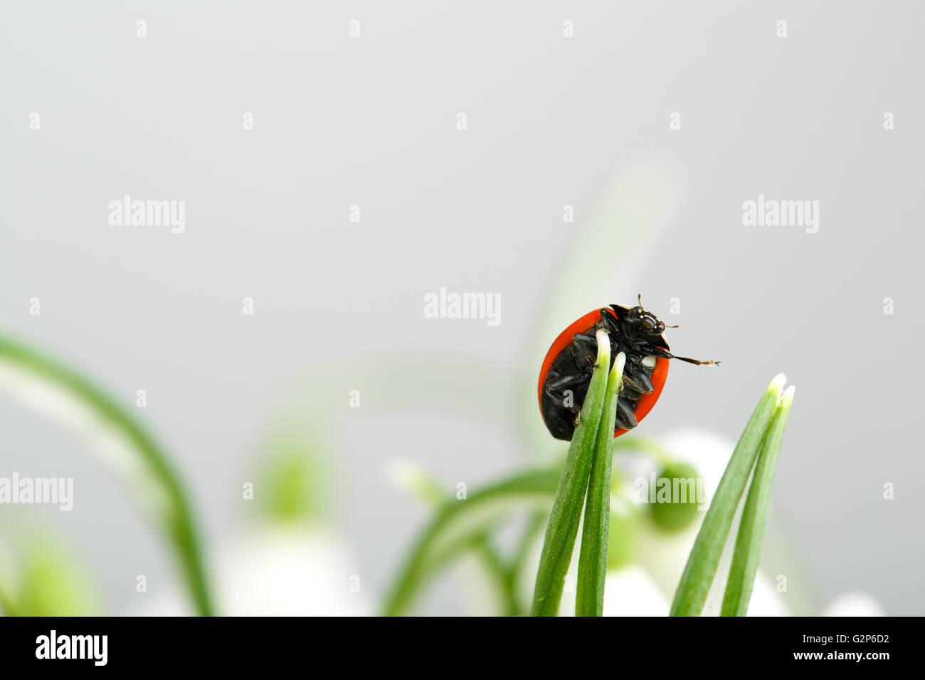 Closeup of european seven-point ladybug on snowdrop flower Stock Photo ...
