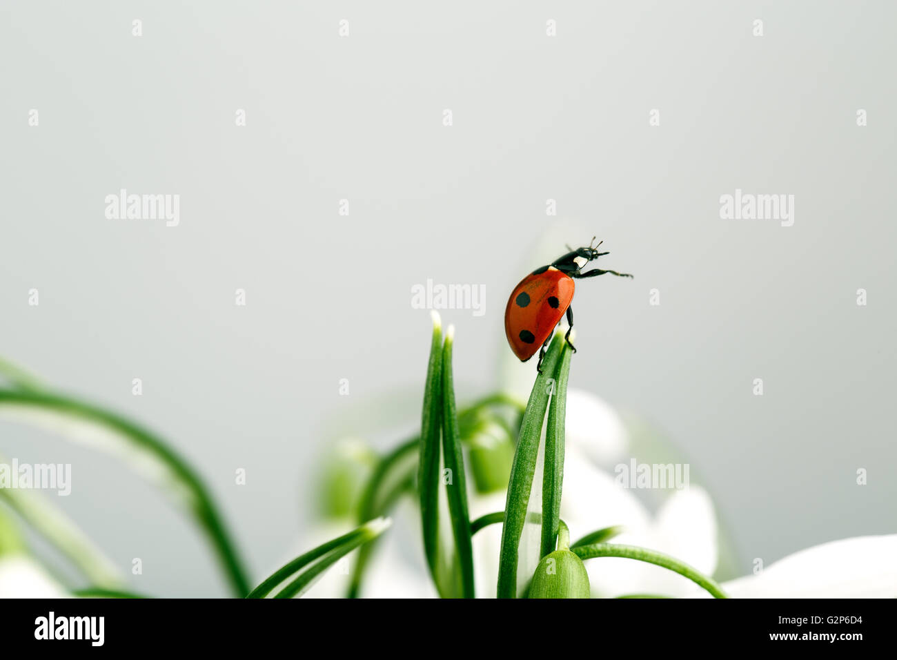 European ladybug hi-res stock photography and images - Alamy