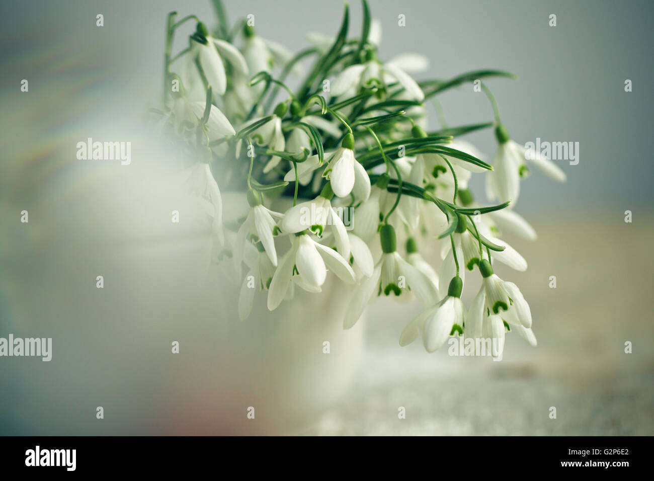 Classic Still Life with Beautiful white snowdrop flowers in spring ...