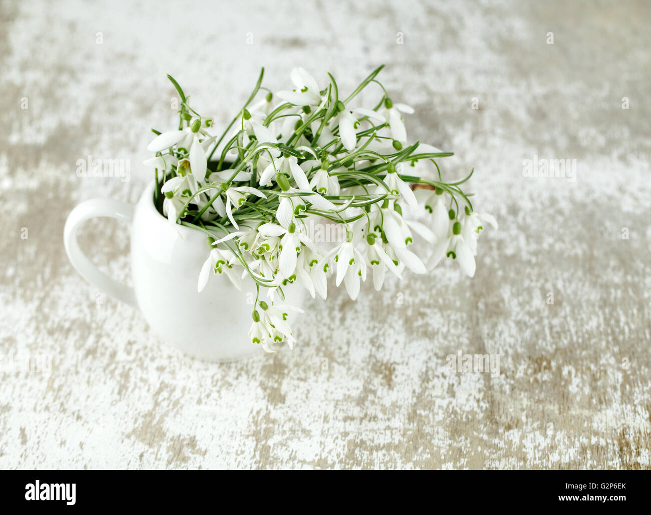 Classic Still Life with Beautiful white snowdrop flowers in spring ...