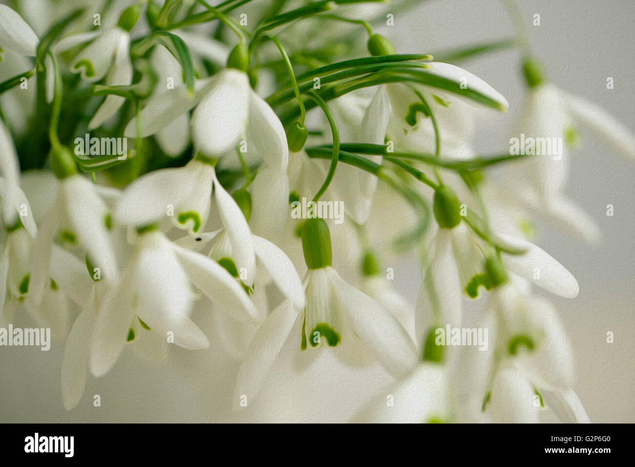 Classic Still Life with Beautiful white snowdrop flowers in spring ...