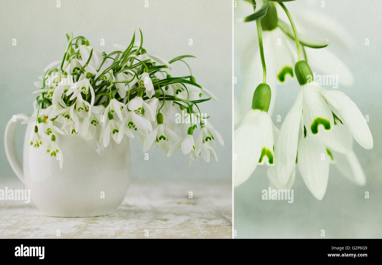 Classic Still Life with Beautiful white snowdrop flowers in spring ...