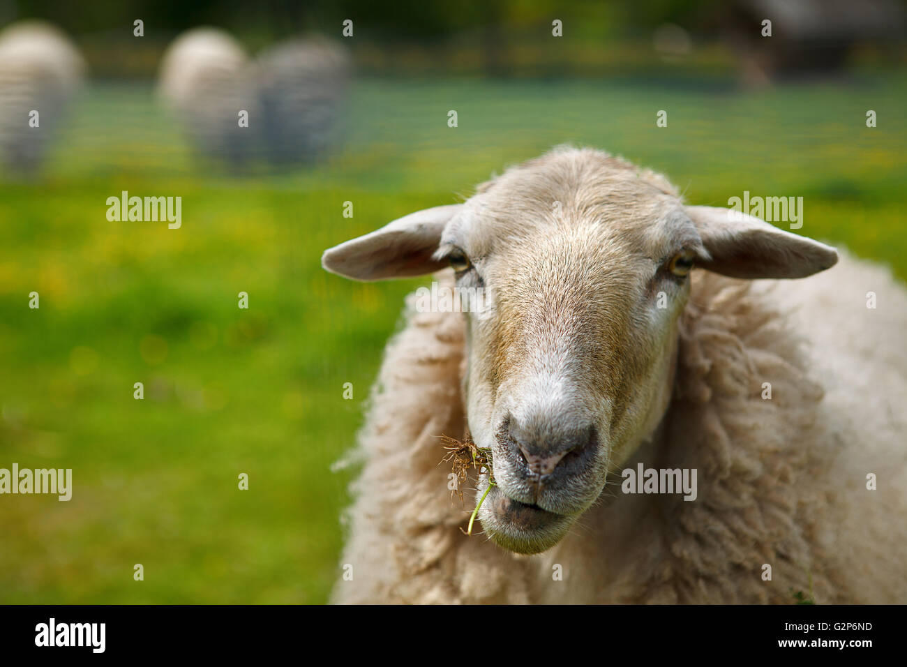 Sheep portrait hi-res stock photography and images - Alamy