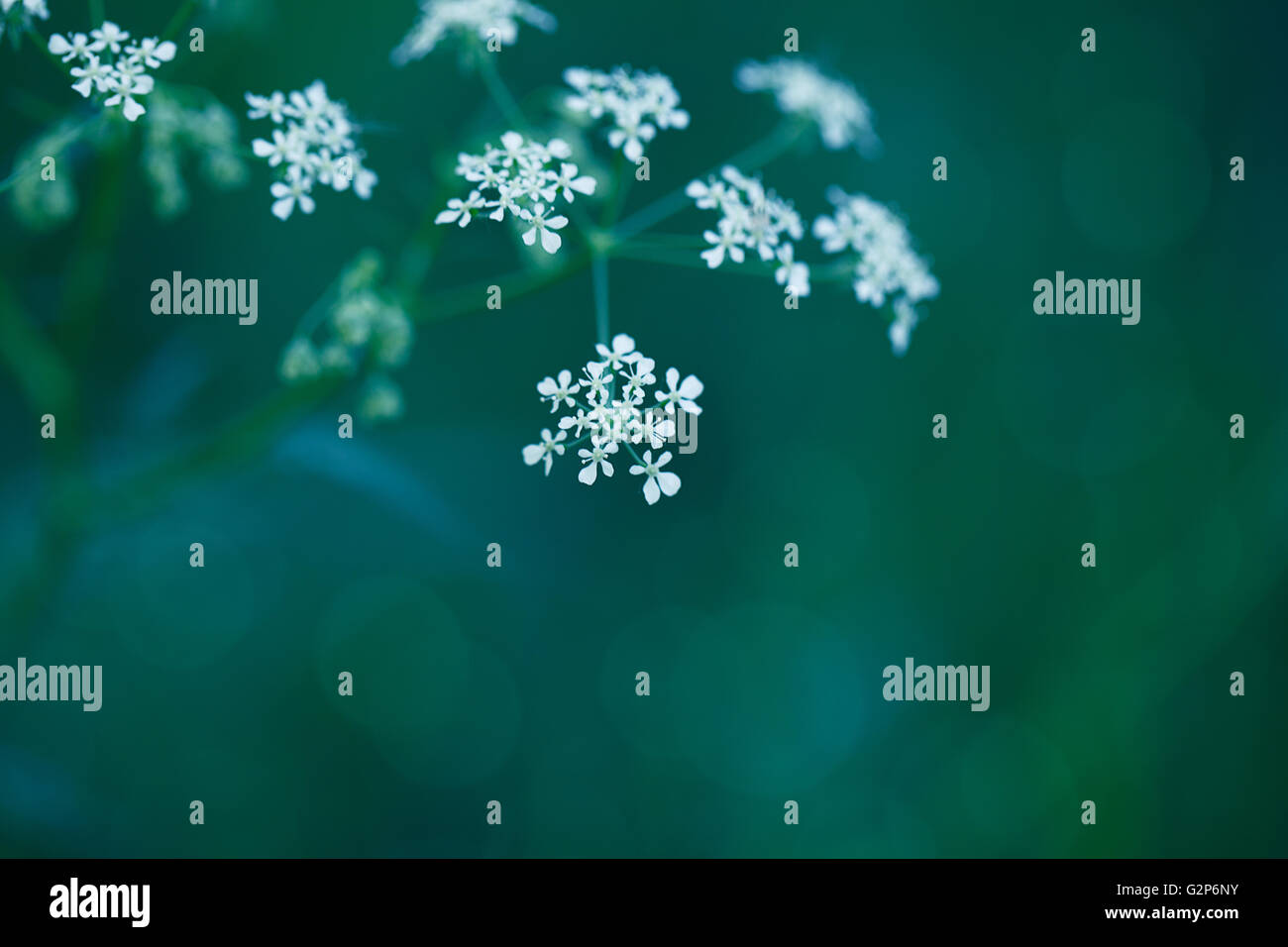 Umbelliferous flower hi-res stock photography and images - Alamy