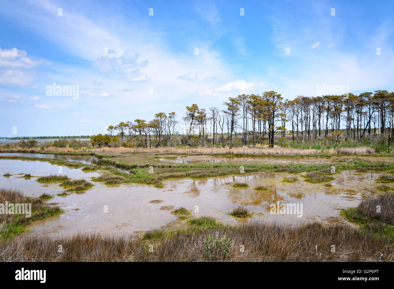 Assateague island hi-res stock photography and images - Alamy
