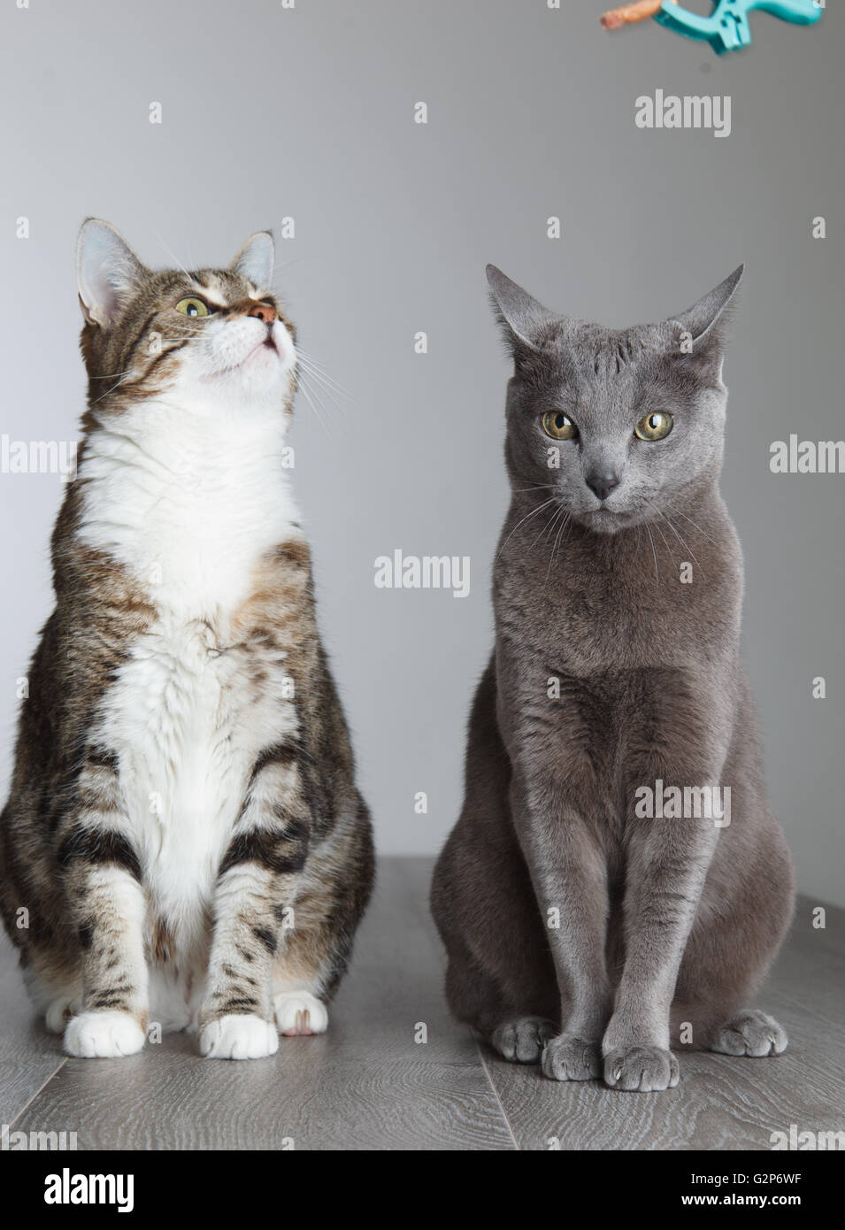 Two cats heads hi-res stock photography and images - Alamy