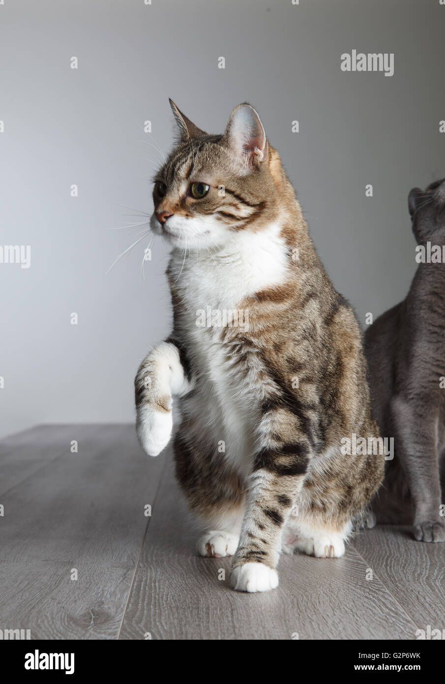 See cats hi-res stock photography and images - Alamy