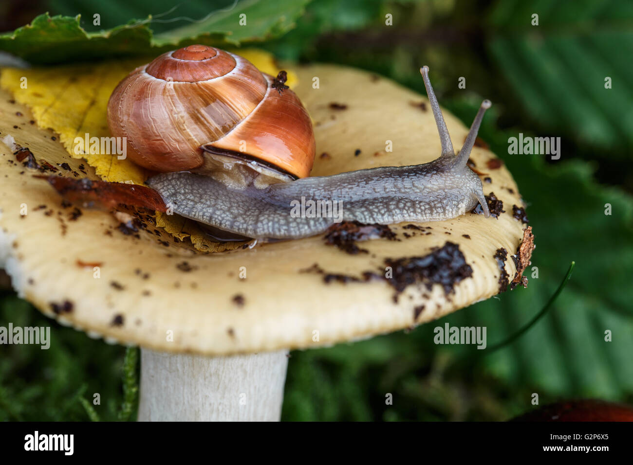 Autumn Themed image with snail on forest mushroom with leaves and moss ...