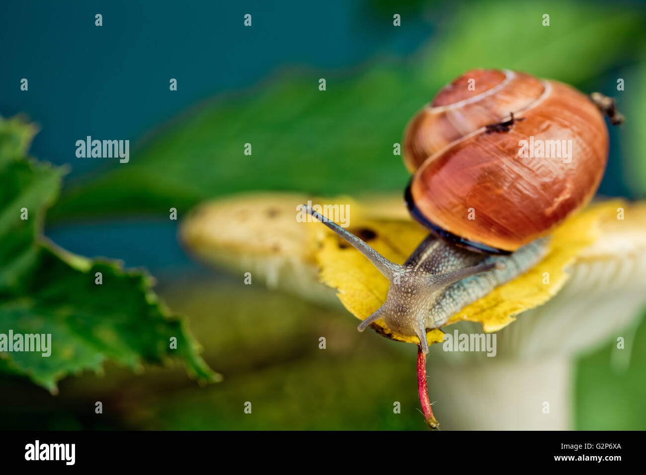 Autumn Themed image with snail on forest mushroom with leaves and moss ...
