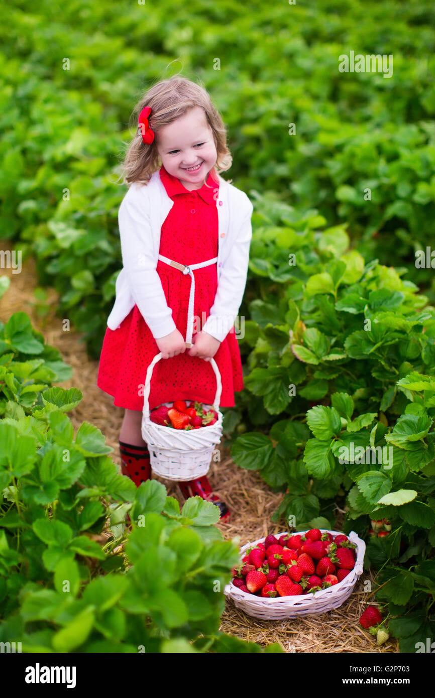 Child picking strawberries. Kids pick fresh fruit on organic strawberry ...
