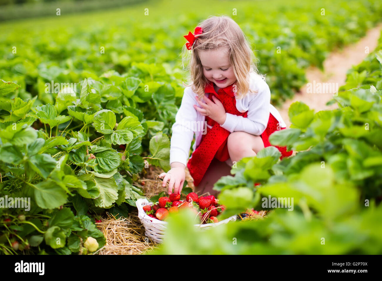 Child picking strawberries. Kids pick fresh fruit on organic strawberry ...