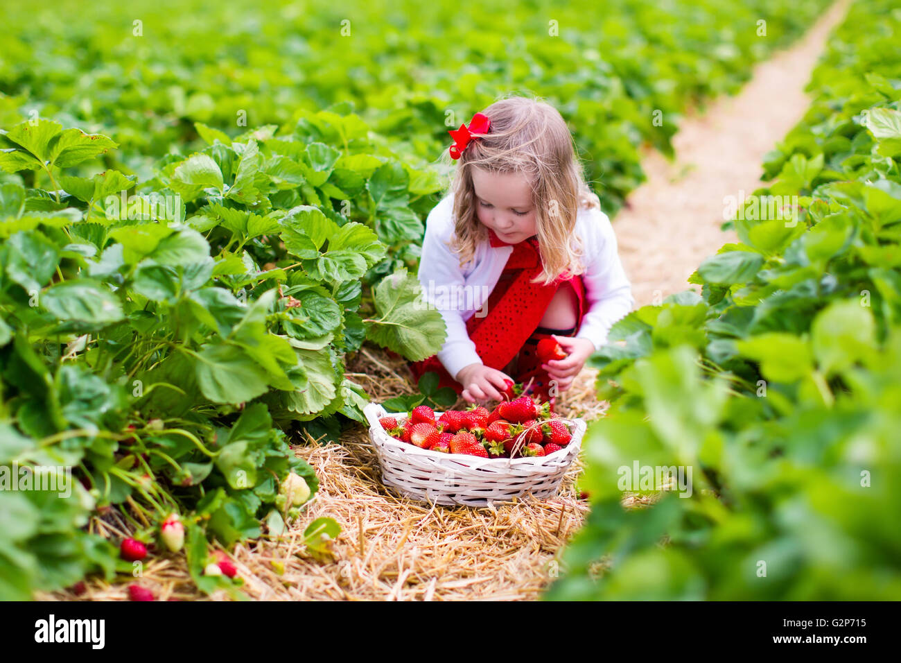 Child picking strawberries. Kids pick fresh fruit on organic strawberry ...