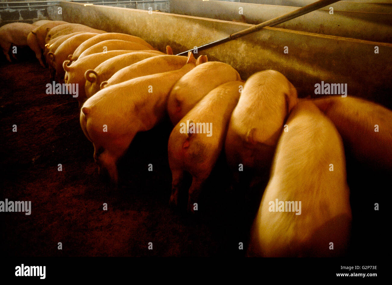 production of parma ham Stock Photo - Alamy