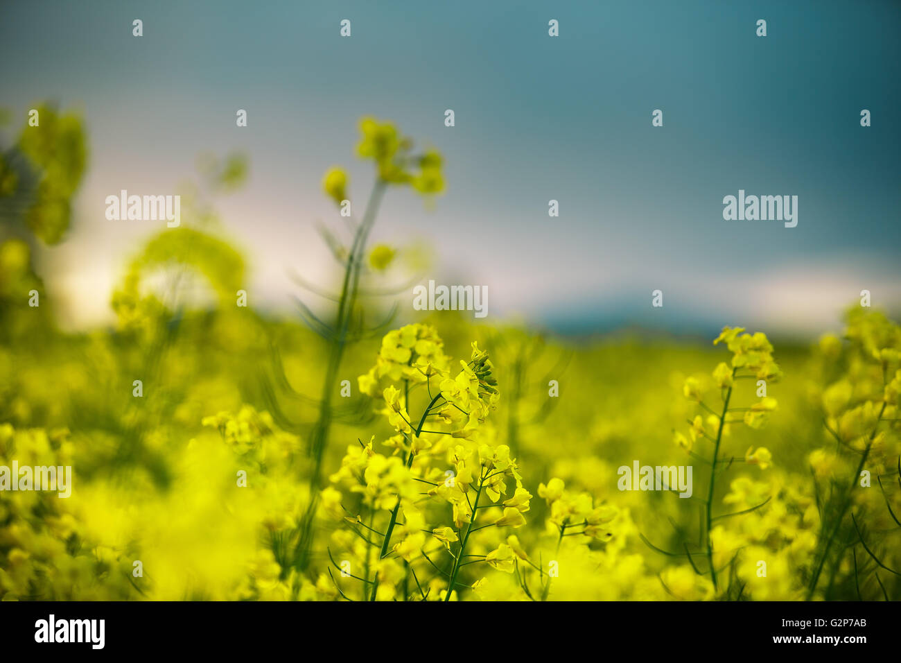 Bright Canola Rapeseed Field at Sunset on a Summer Evening Stock Photo ...