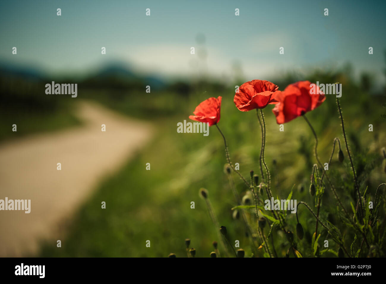Bright Red Poppy Flowers at a Vineyard in Palatinate Germany in Summer ...