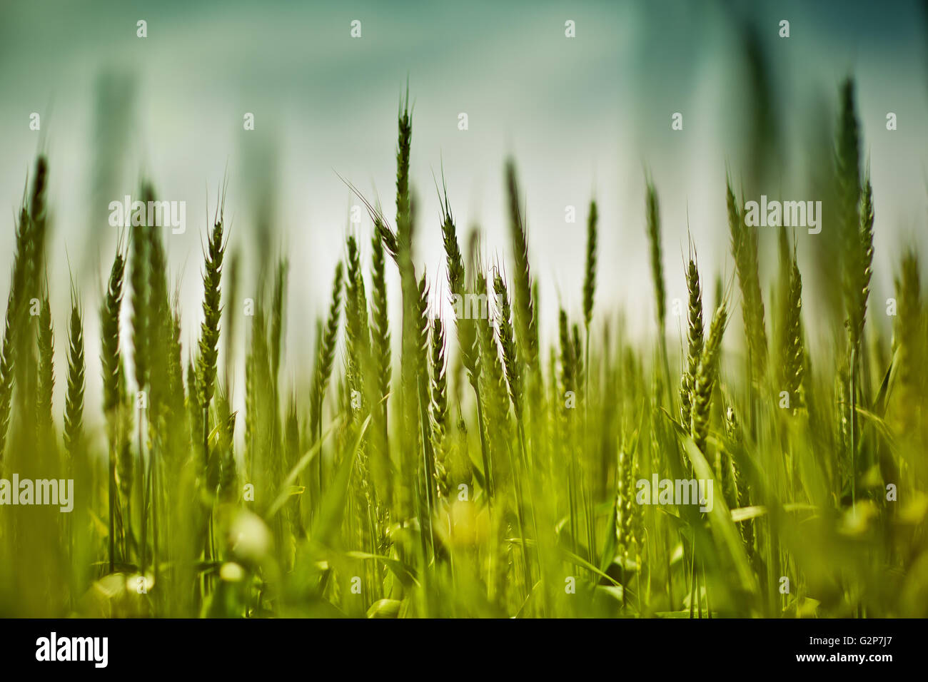 Field in flanders hi-res stock photography and images - Alamy