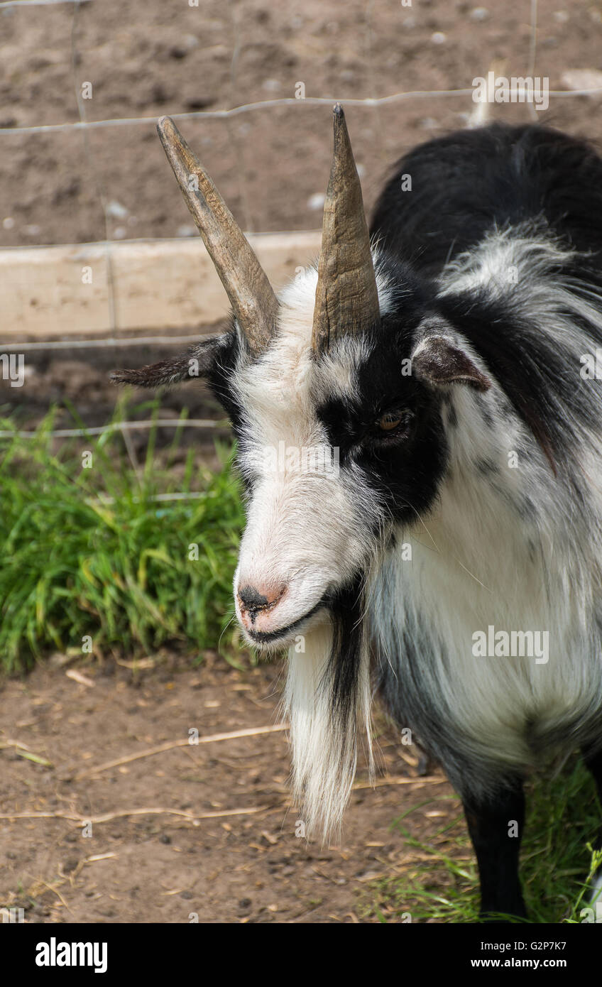 Cameroon Goats High Resolution Stock Photography and Images - Alamy