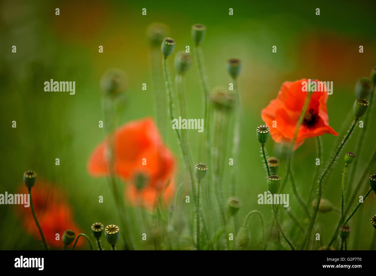 Field of bright red corn poppy flowers in summer Stock Photo - Alamy