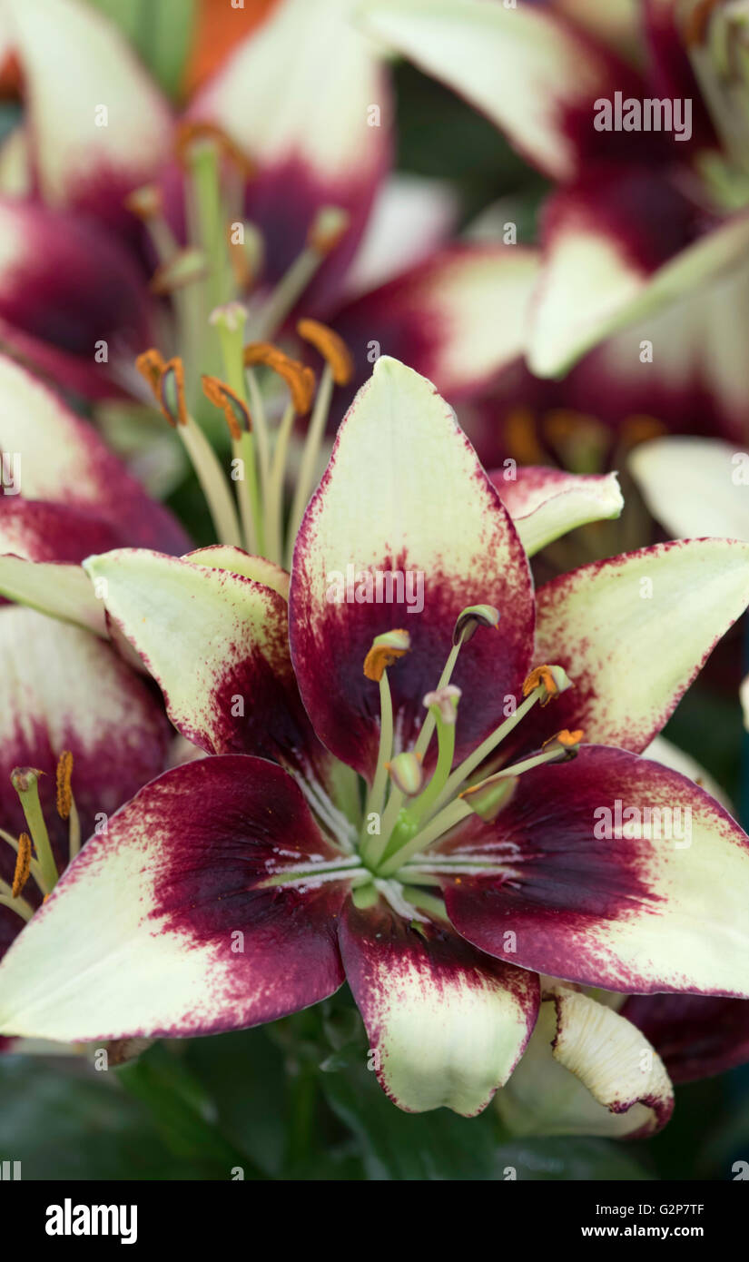 Lily "Beatrix's Joy Stock Photo - Alamy
