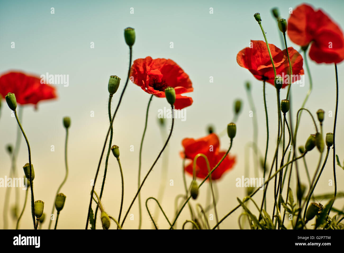 Field of bright red corn poppy flowers in summer Stock Photo - Alamy