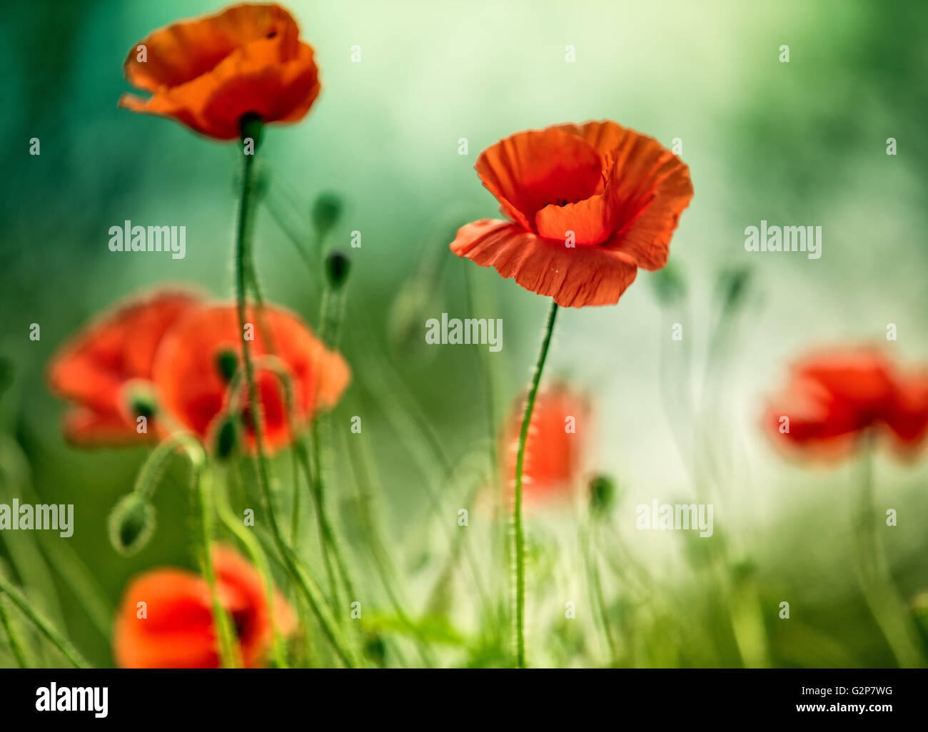 Field of bright red corn poppy flowers in summer Stock Photo - Alamy