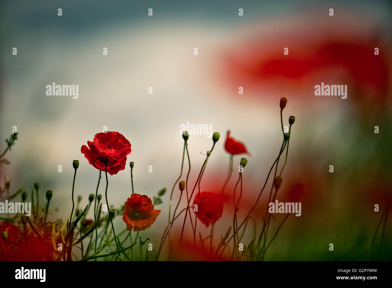 Field of bright red corn poppy flowers in summer Stock Photo - Alamy