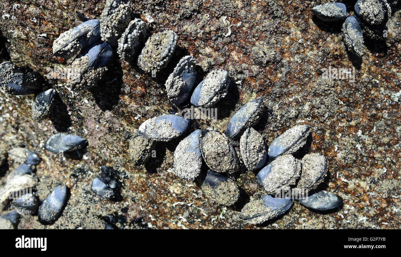 Mussels on a Rock Stock Photo - Alamy