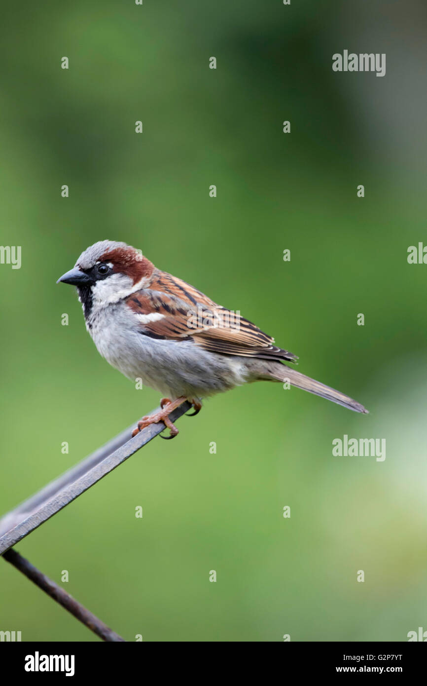 Passer domesticus britain british england english europe hi-res stock ...