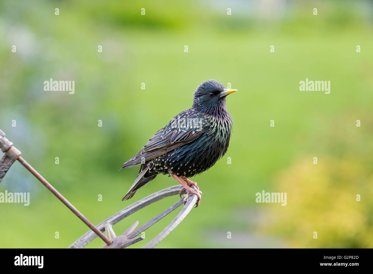 European Starling (Sturnidae), England, UK Stock Photo - Alamy