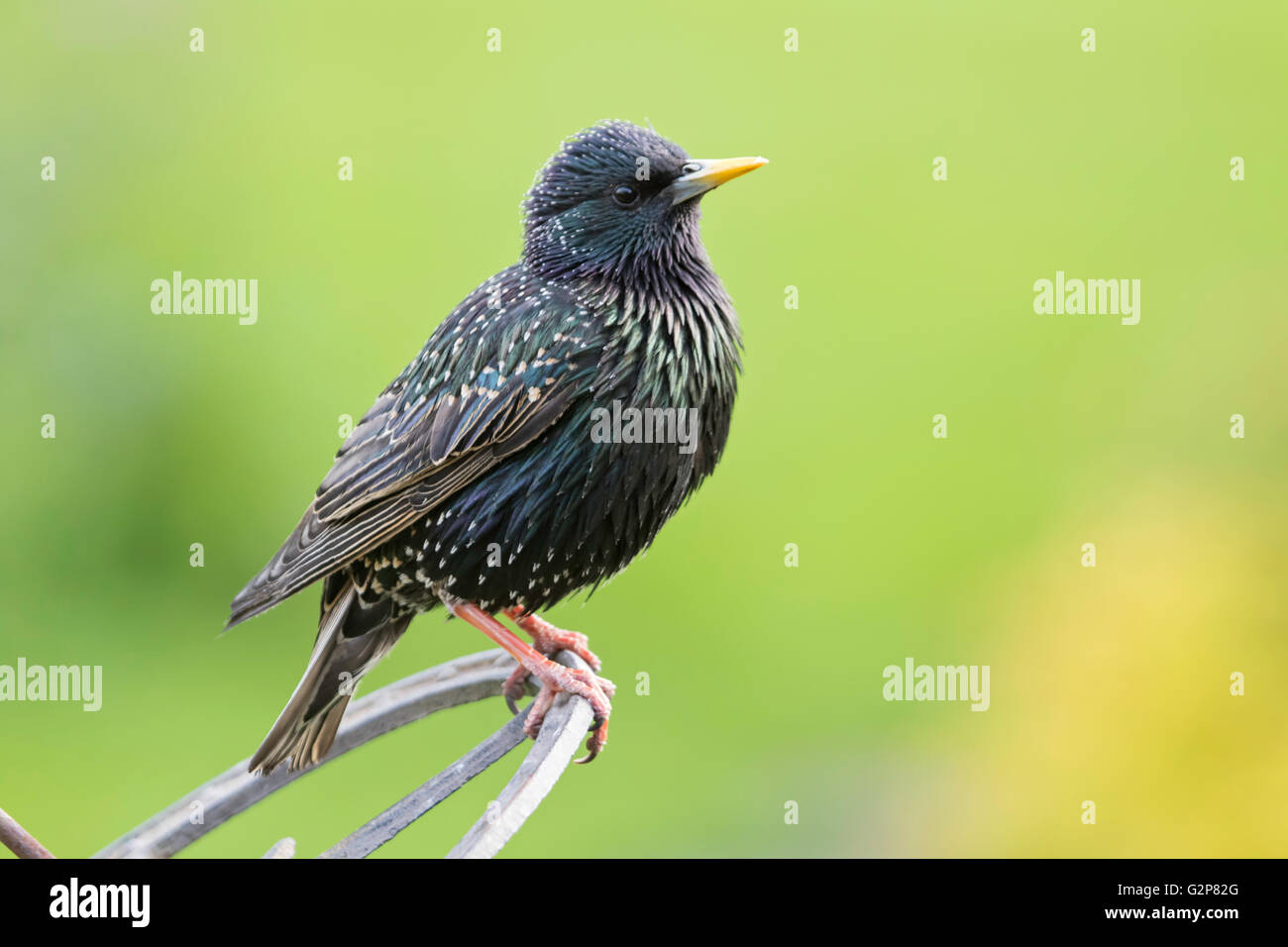 European Starling (Sturnidae), England, UK Stock Photo - Alamy