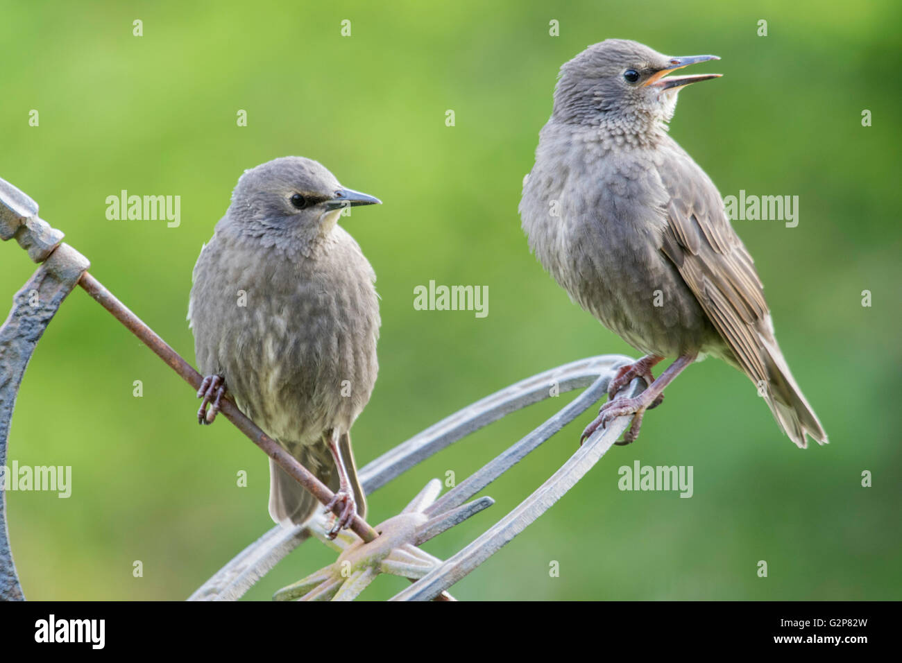 Juvenile starling uk garden hi-res stock photography and images - Alamy
