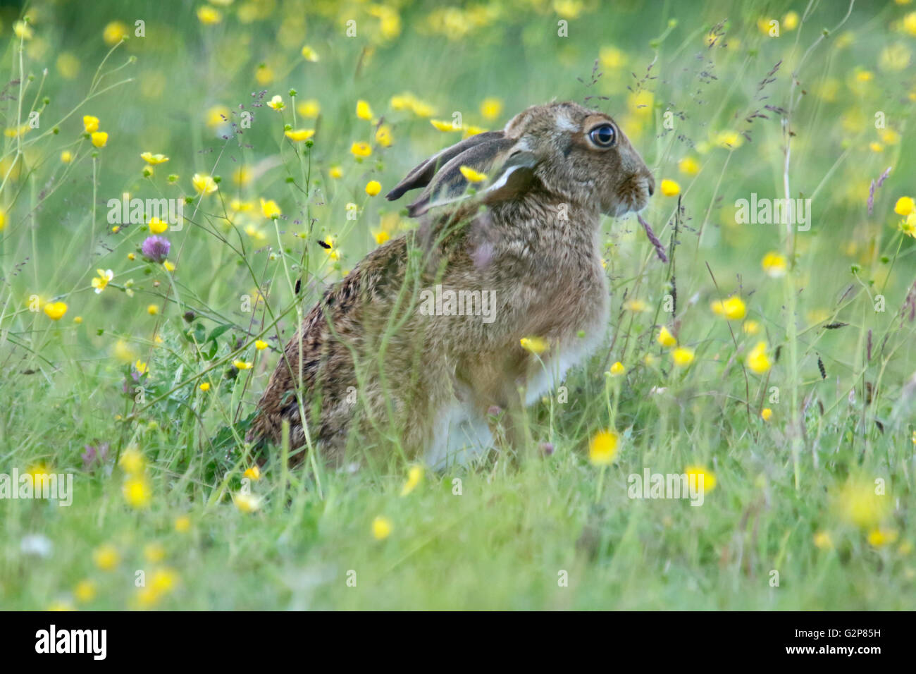 European hare great britain hi-res stock photography and images - Alamy