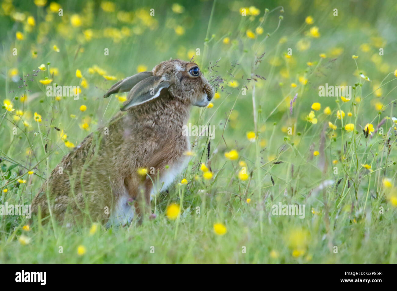 European Brown hare "Lepus europaeus" grazing in a meadow, England, UK ...