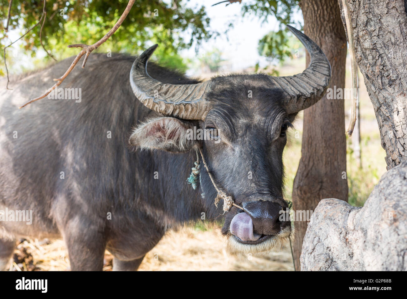 Buffalo in a farm of a Shan village. Countryside of Shan state, Myanmar ...