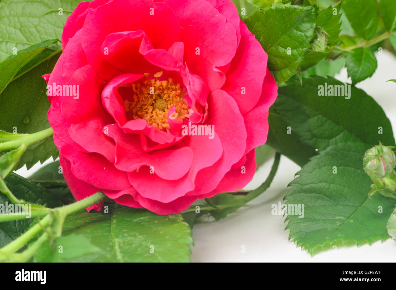 closeup to red rose on white background Stock Photo - Alamy