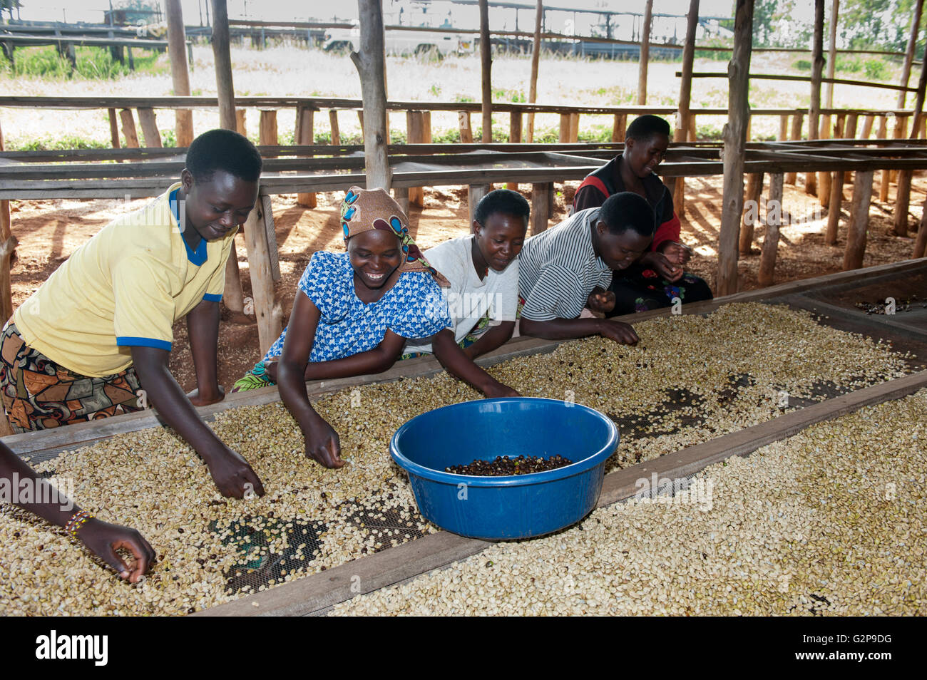 Hand sorting coffee beans hi-res stock photography and images - Alamy