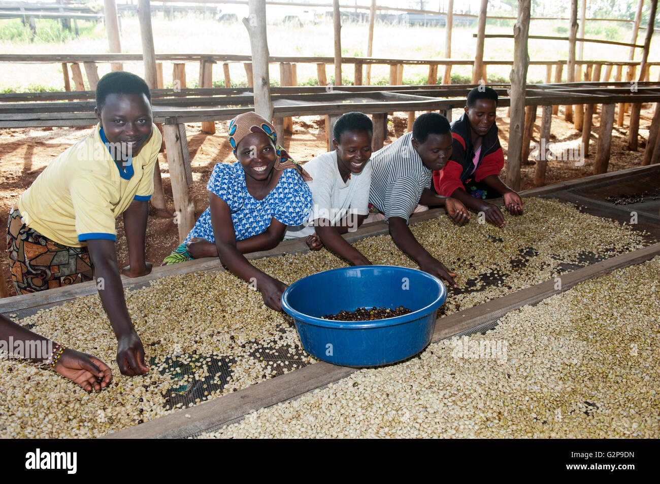Workers sorting out coffee beans and picking out unshelled beans by ...
