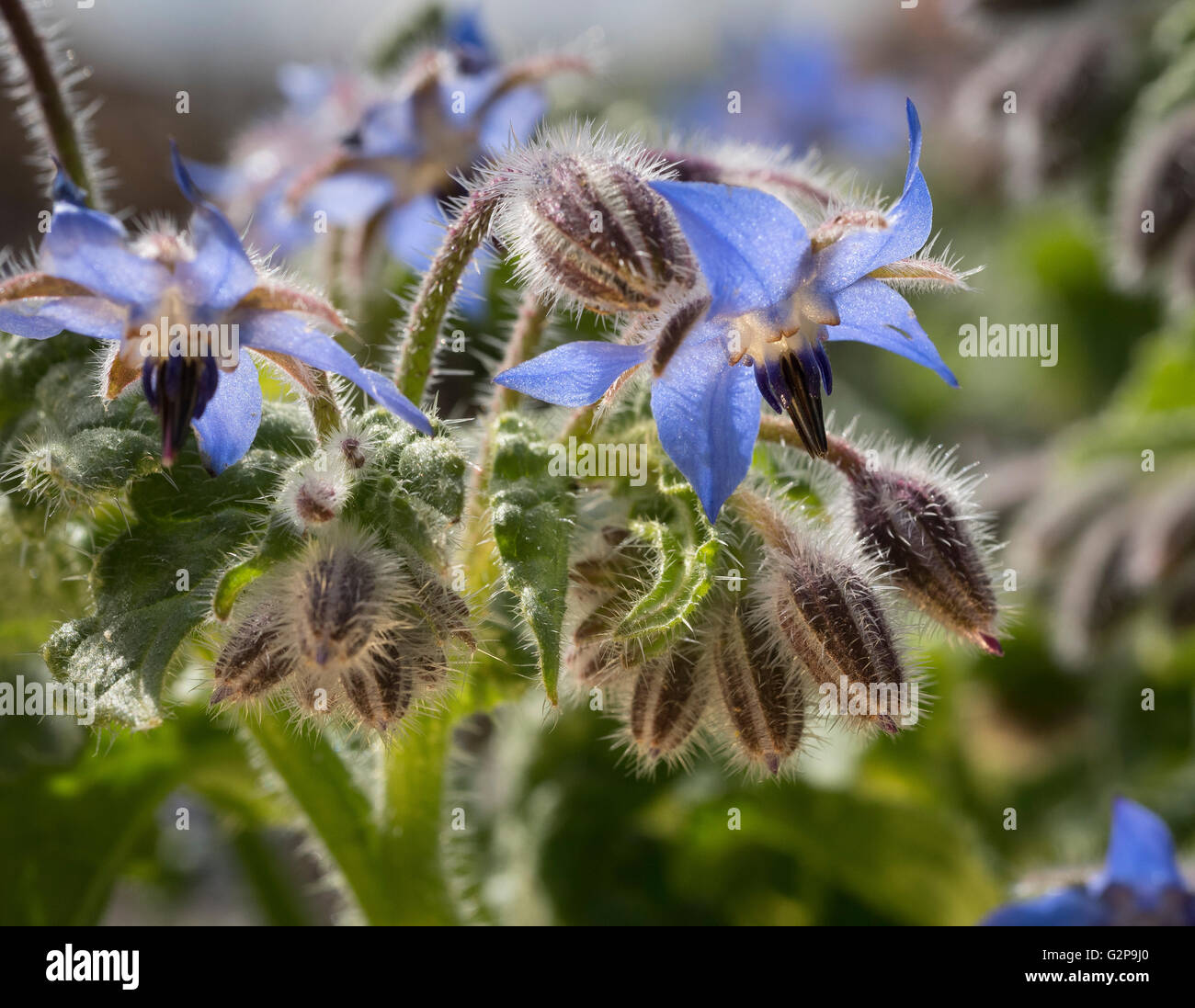 Flowers of Borage (Borago officinalis Stock Photo - Alamy
