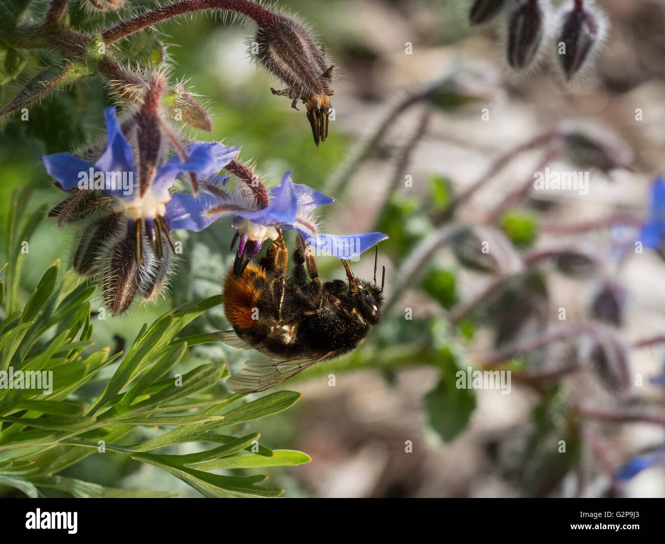 A bee gathering pollen from a flower borage Stock Photo - Alamy