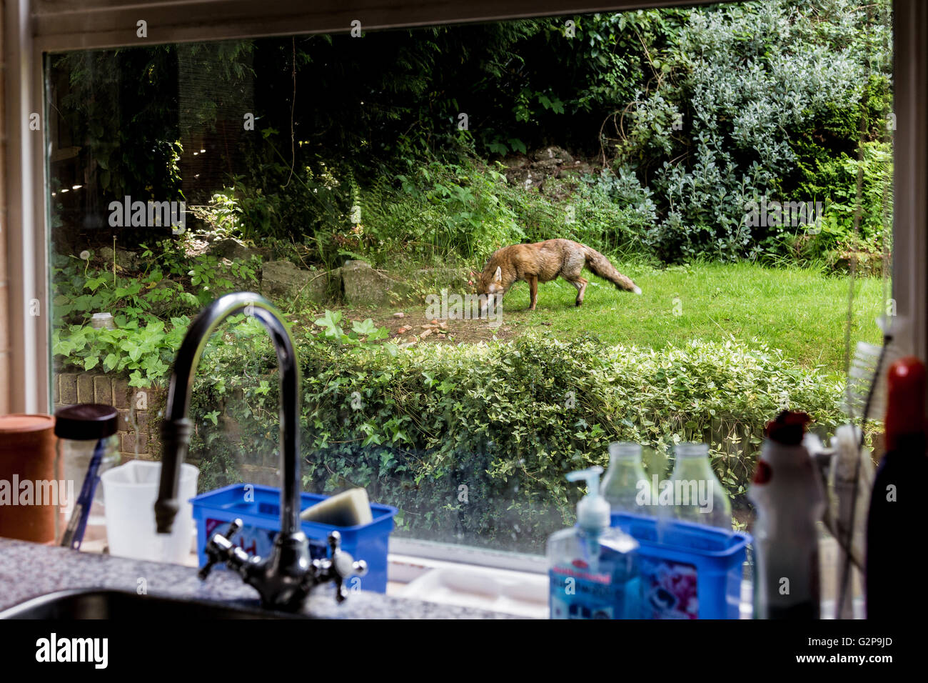 London is overwhelmed with foxes. The four-legged animals take over the ...