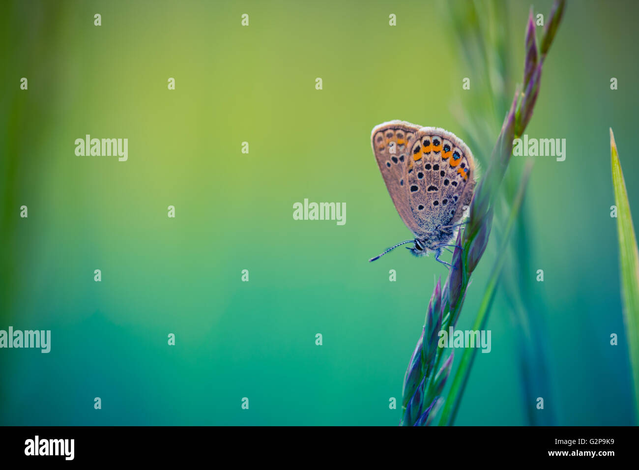 Beautiful butterfly and amazing colors. Summer background Stock Photo ...